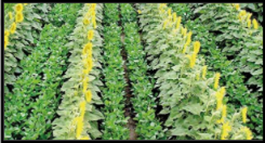 Cropping System