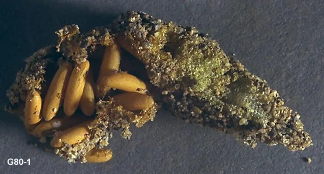 Types of Insect Larvae & Pupae | BSc Agriculture | AgriDots