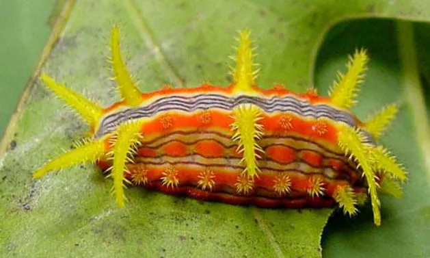 Types of Insect Larvae & Pupae | BSc Agriculture | AgriDots