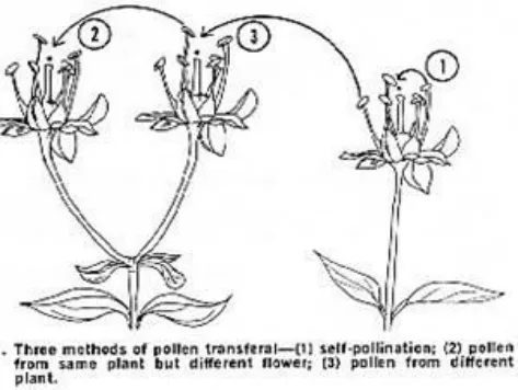 Modes of Pollination: Autogamy & Allogamy | BSc Ag | AgriDots