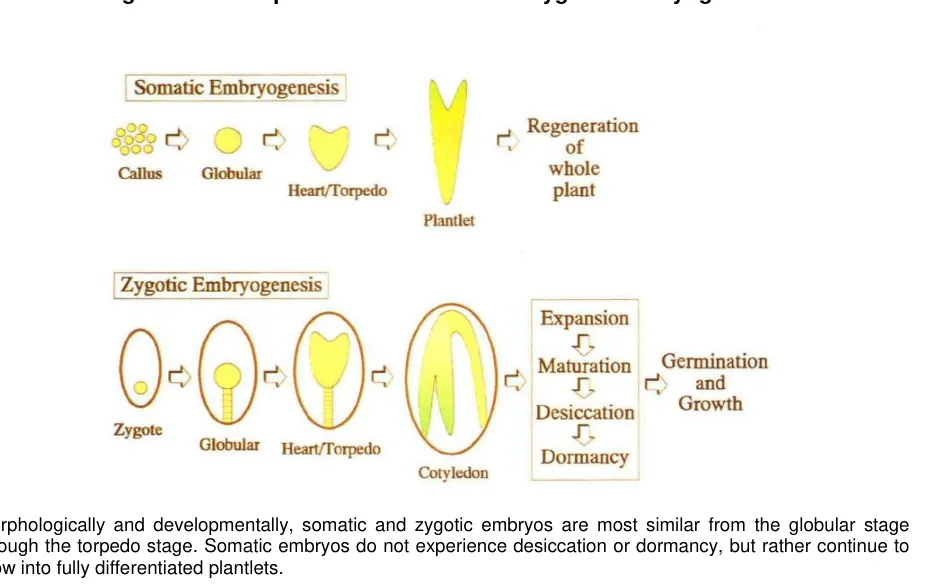 Totipotency & Morphogenesis in Plants | BSc Ag | AgriDots